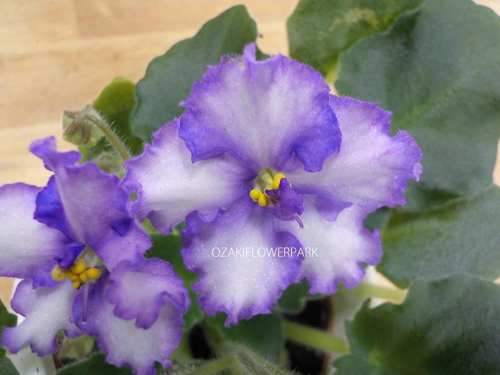 セントポーリア「Rob’sアイスリップルス（ロブスアイスリップルス）」 | オザキフラワーパーク