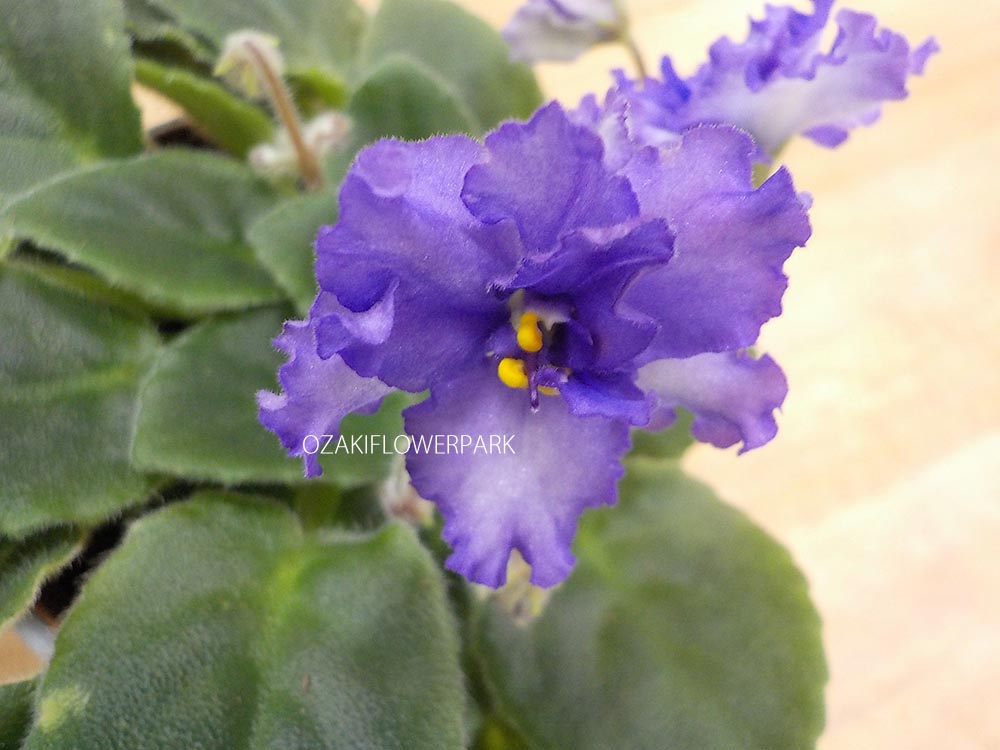 セントポーリア「Rob’sアイスリップルス（ロブスアイスリップルス）」 | オザキフラワーパーク