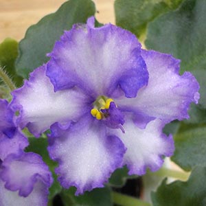 セントポーリア「Rob’sアイスリップルス（ロブスアイスリップルス）」 | オザキフラワーパーク