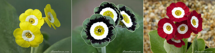 プリムラ（オーリキュラ、オウリキュラ） | オザキフラワーパーク