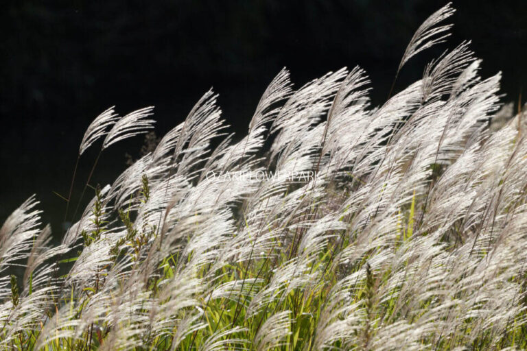 ススキ | オザキフラワーパーク