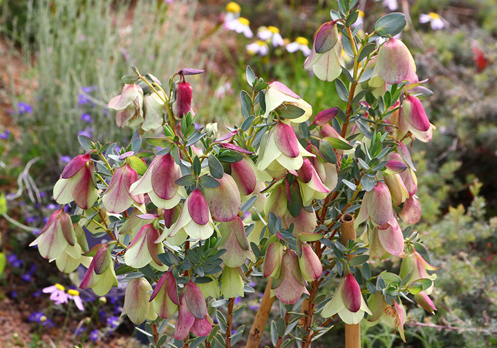 ピメレア | オザキフラワーパーク