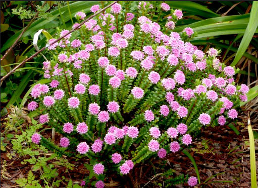 ピメレア | オザキフラワーパーク