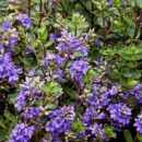 ヘーベ | オザキフラワーパーク