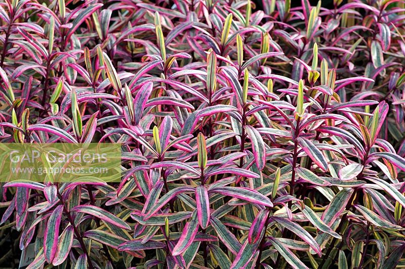 ヘーベ | オザキフラワーパーク