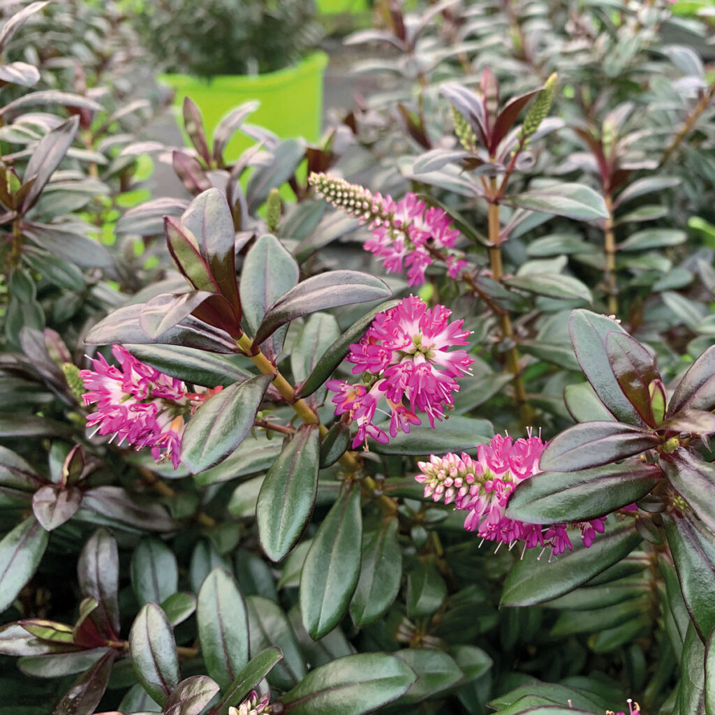 ヘーベ | オザキフラワーパーク