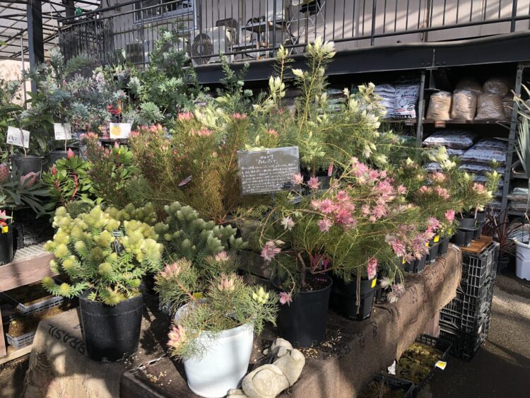 1F|年始植物のご案内 | オザキフラワーパーク