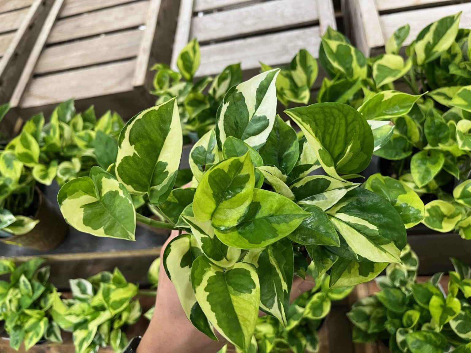 明日はいよいよJAPAN POTHOS SUMMIT！！一部商品ご紹介 | オザキフラワーパーク | オザキフラワーパーク