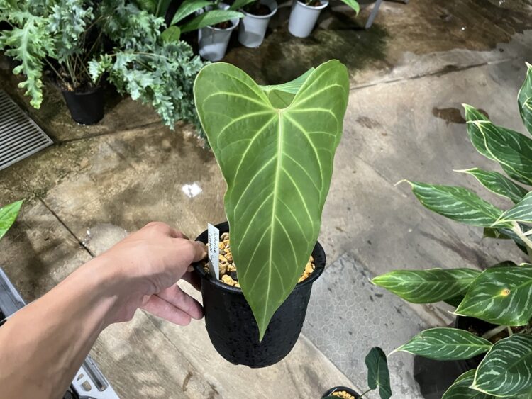 今週の湿度系ショーケース Anthurium | オザキフラワーパーク | オザキフラワーパーク